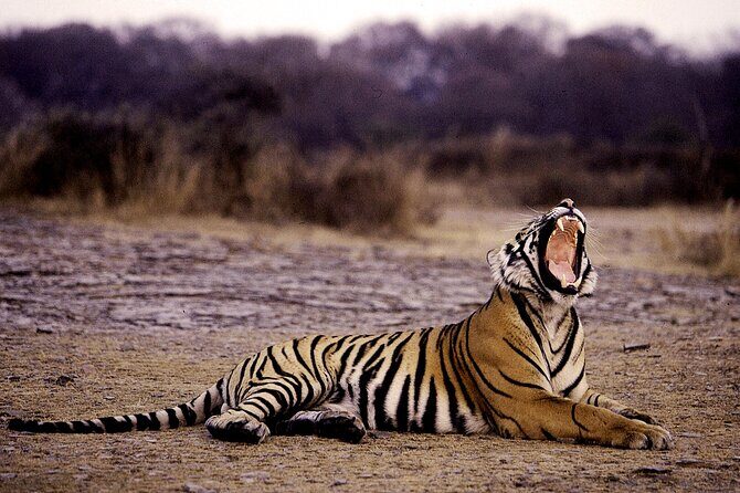 4 Days: Ranthambore, Jodhpur, Udaipur Tour From Jaipur With Hotel - FAQs