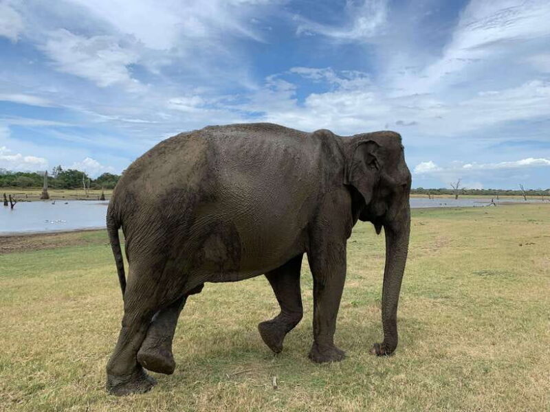 4 Days Tour of Sigiriya Kandy Ella with Udawalawe Safari - Key Points