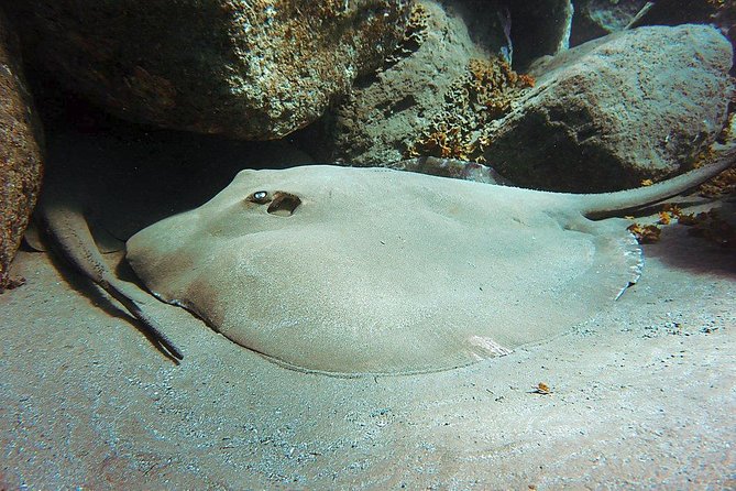 4 Diving Sites Scuba Diving Package in Gran Canaria - What to Expect on the Day