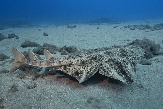 4 Diving Sites Scuba Diving Package in Gran Canaria - The Practical Side: Logistics & Considerations
