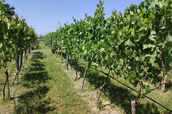 4 Group Tours Including Airport Transfers - Booking Information and Policies