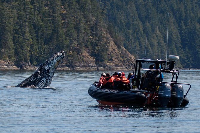 4 Hour Afternoon Whale Watching Tour - Who Should Consider This Tour?