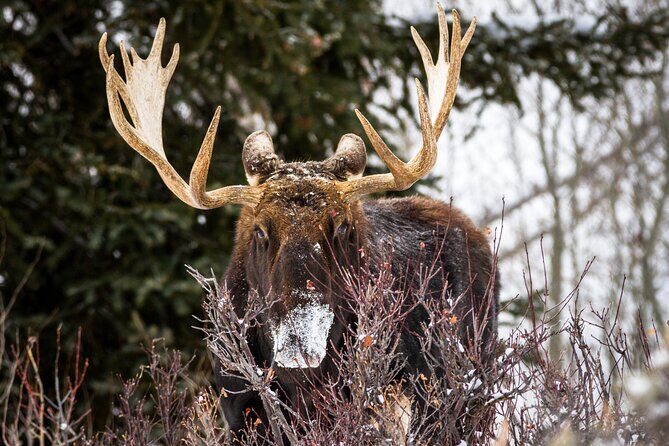 4 Hour Beginner Cross Country Skiing in Grand Teton - The Sum Up: Who Will Love This Experience?