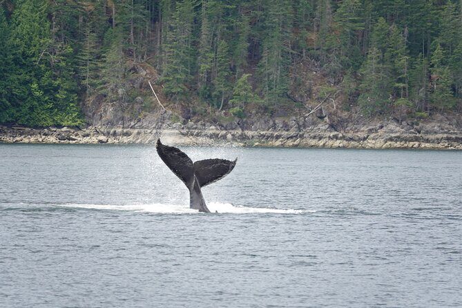 4 hour Covered Boat Whale and Wildlife Tour - Key Points