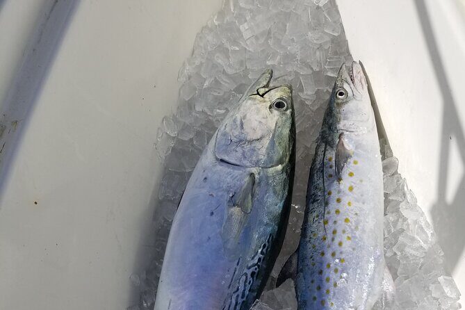 4-hour Fishing Adventure at Belleair Causeway - Why This Tour Stands Out