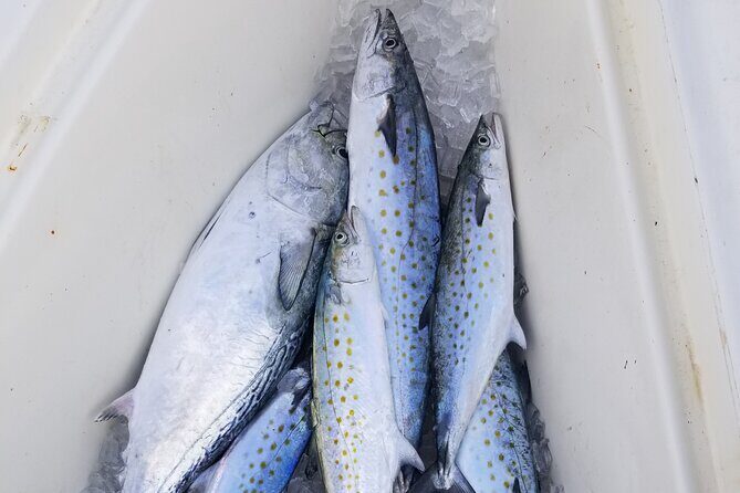 4-hour Fishing Adventure at Belleair Causeway - Analyzing the Value