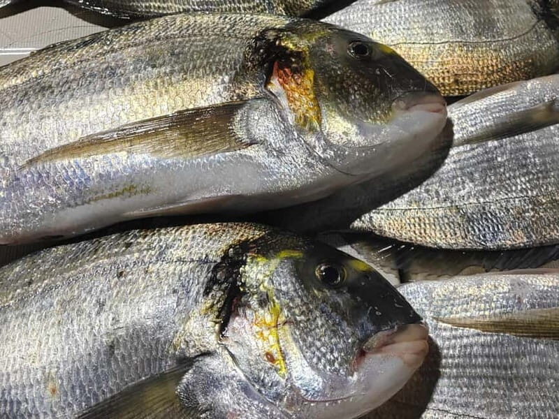 4-hour FISHING DAY by BOAT departing from Hondarribia - What’s Included and What to Expect