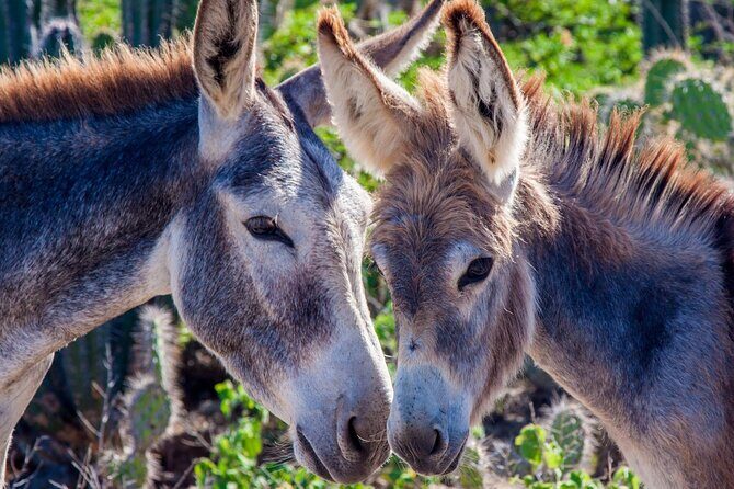 4-Hour Guided Island Tour in Bonaire for Singles and Doubles - Final Thoughts: Is This Tour Right for You?