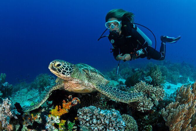 4 Hour Guided Scuba Diving Adventures in Waikiki - The Overall Experience and Value