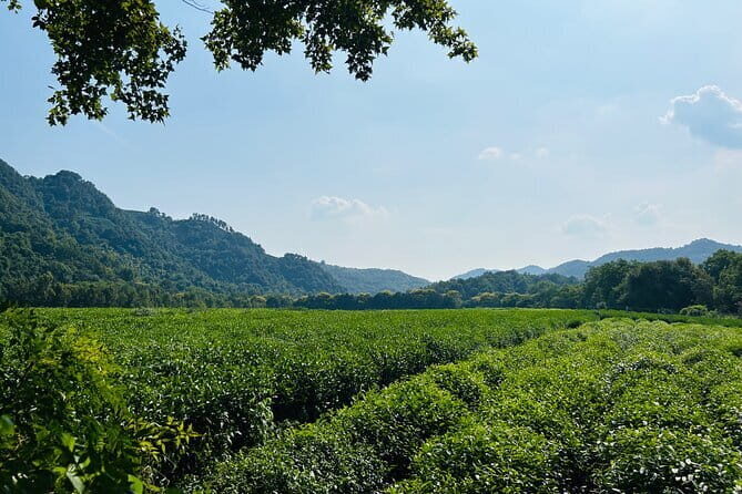 4-Hour Hangzhou Highlights Tour of Lingyin Temple and West Lake - What Travelers Say