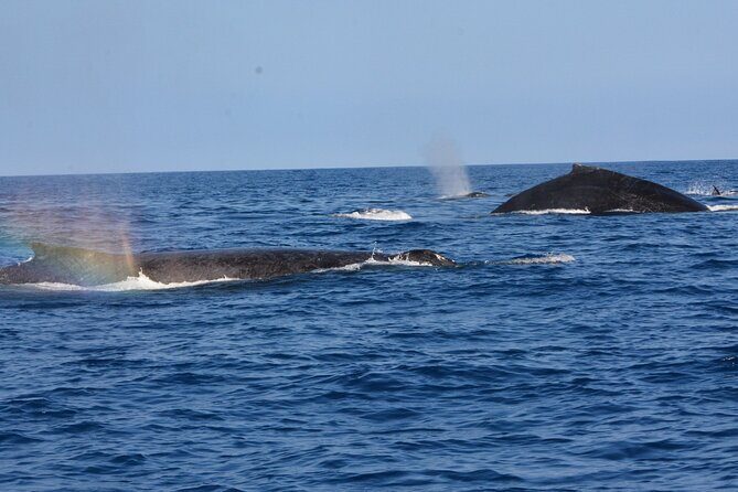 4-Hour Kona Private Charter - Practical Details and What You Need to Know