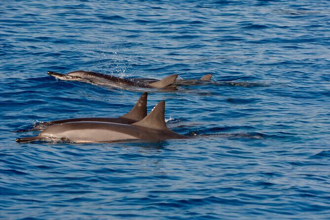 4-Hour Kona Private Charter - The Value of a Private, Customizable Tour