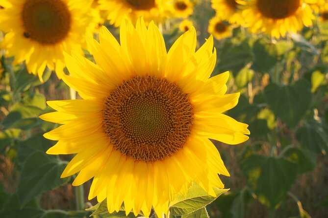 4-Hour Lavender Fields Tour in Valensole From Aix-En-Provence - Customer Reviews and Feedback