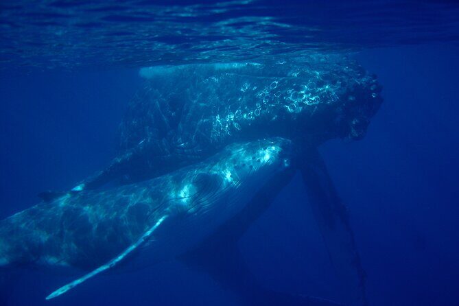 4-Hour Makena Whale Watch Tour - The Value of All-Inclusive Comfort