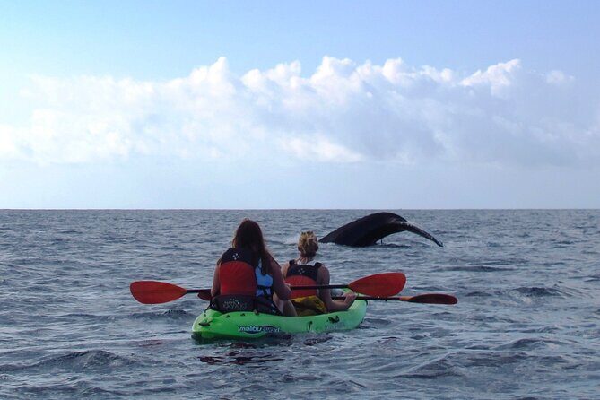 4-Hour Makena Whale Watch Tour - Pricing and Overall Value