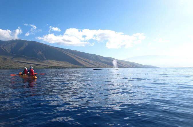 4-Hour Makena Whale Watch Tour - Who Should Book This Tour?
