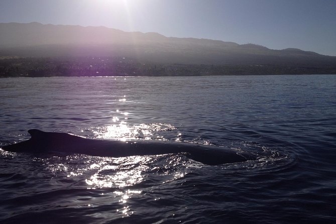 4 Hour Molokini Snorkel Tour Adventure in Maui - Inclusions and Equipment