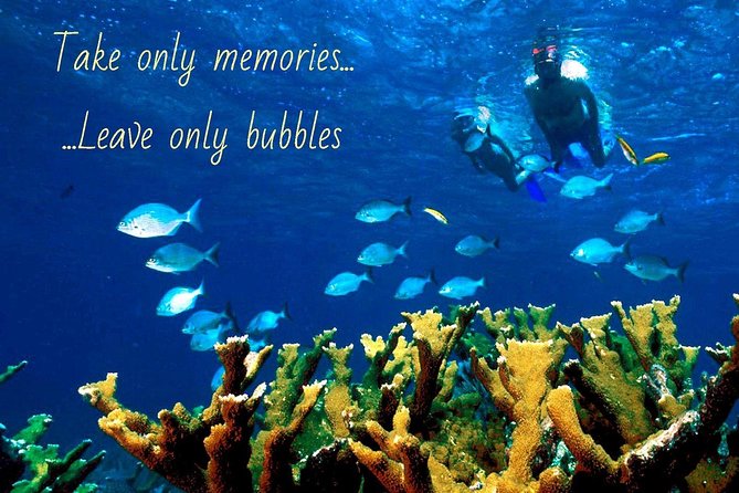 4 Hour Molokini Snorkel Tour Adventure in Maui - Sightings of Marine Life