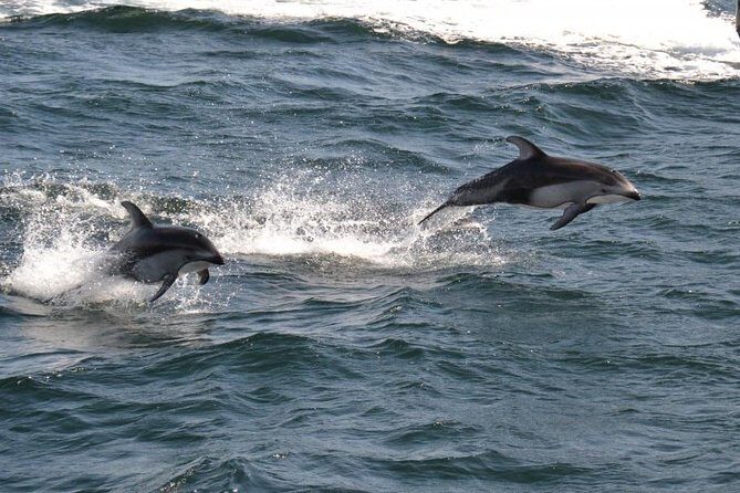 4 Hour Morning Whale Watching Tour - Who Will Love This Tour?