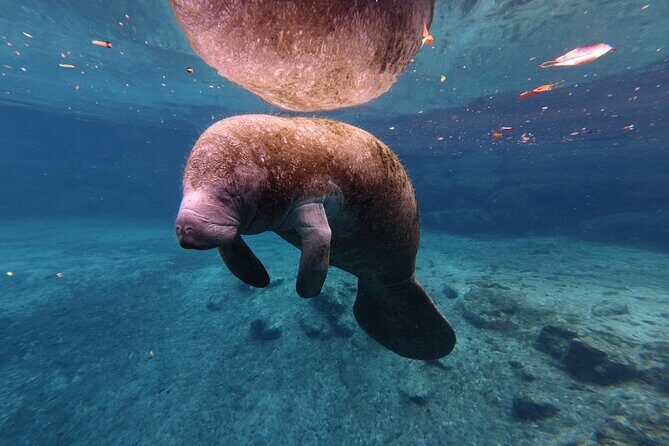 4 Hour Paddle Board Rental - Who Should Consider This Experience?