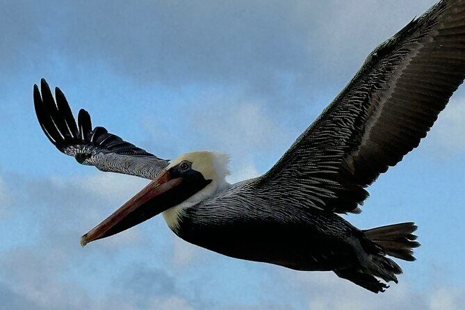 4 Hour Pensacola Beach Excursion with Snorkeling and Swimming - Key Points
