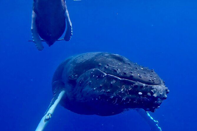 4-Hour Private Charter Adventures in Kona Coast - Exploring the Kona Coast by Private Boat