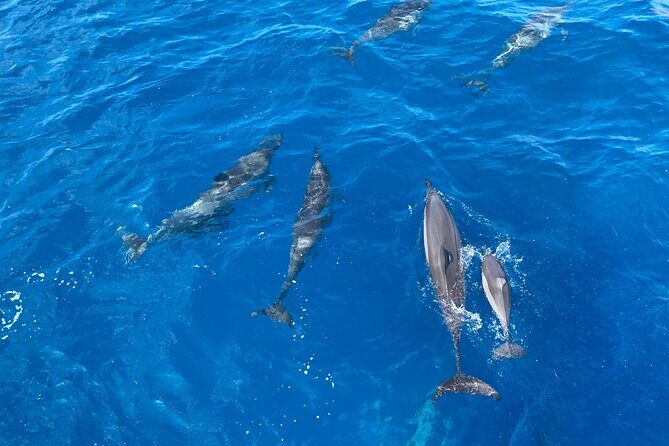 4-Hour Private Charter Adventures in Kona Coast - FAQ