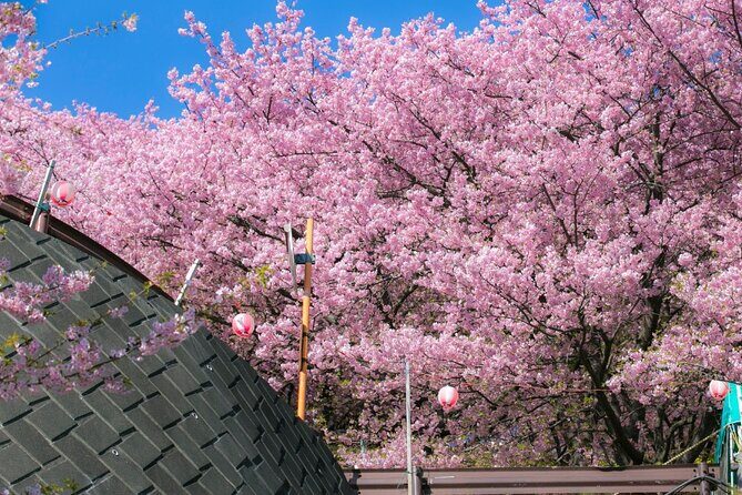 4 Hour Private Cherry Blossom "Sakura" Experience in Nagasaki - FAQs