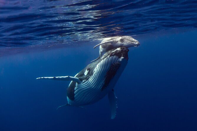 4 Hour Private Humpback Whales Encounter in Moorea - An In-Depth Look at the Moorea Humpback Whale Tour