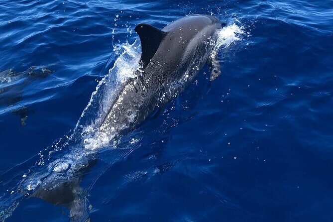 4 Hour Private Snorkeling Tour in Kona - Key Points