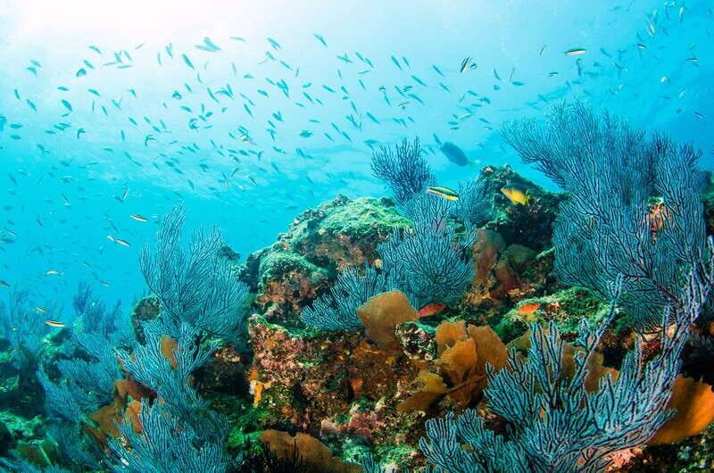 *4-Hour Roqueta Island Snorkeling, out of the Bay Experience - Key Points