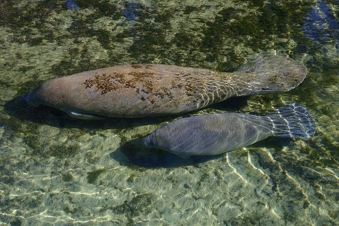 4 Hour Single Kayak Rental In Crystal River, Florida - Wildlife Spotting Opportunities