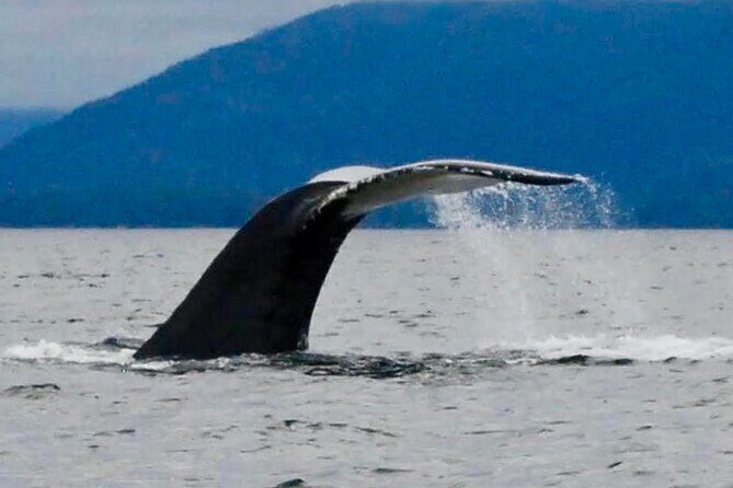 4 Hour Sitka Eco-Friendly Catch & Release Private Fishing Charter - The Sum Up