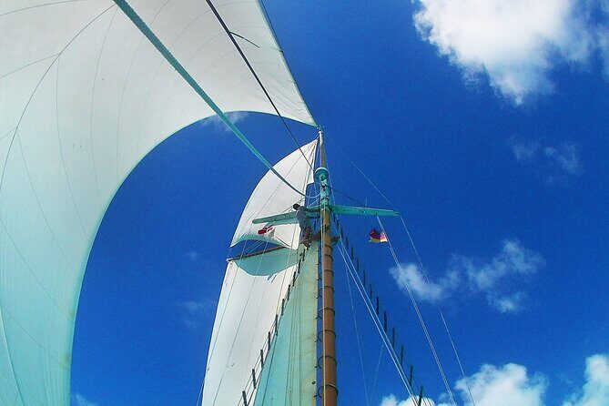 4-hour snorkel cruise to Underwater Sculptures with boat dogs - Final Thoughts: Is This Tour for You?