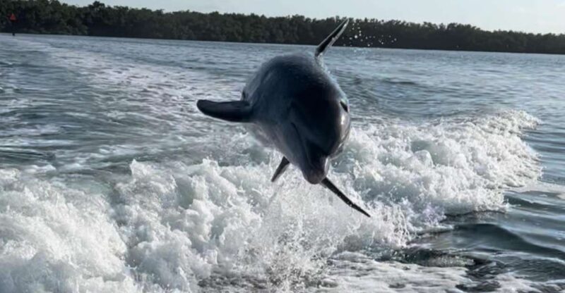 4 Hour  Snorkel & Sandbar Adventure - Key Points