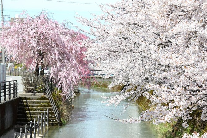 4 Hour Unique Kanazawa Cherry Blossom Sakura Private Experience - Booking and Pricing Details
