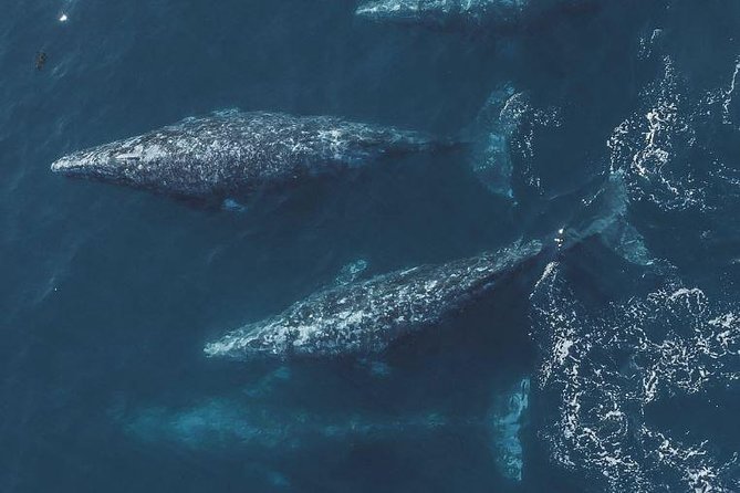 4 Hour Whale Watching Tour From Monterey - The Value of the Experience