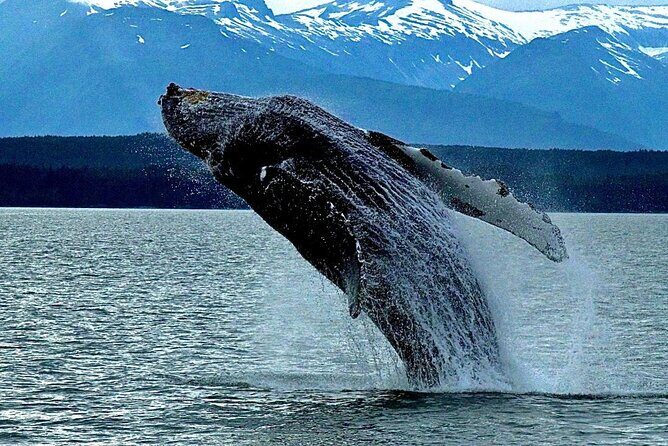 4-Hour Wildlife and Coastal Tour in Juneau, Alaska - Exploring the 4-Hour Wildlife and Coastal Tour in Juneau, Alaska