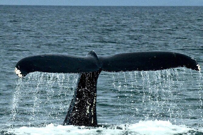 4-Hour Wildlife and Coastal Tour in Juneau, Alaska - Key Points
