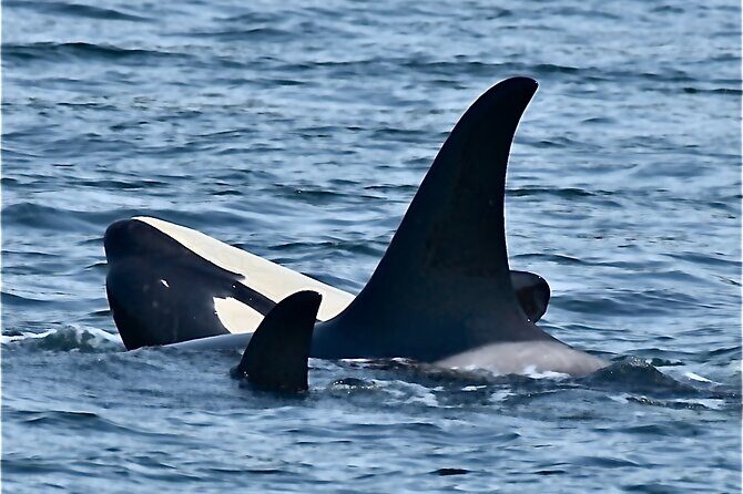4-Hour Wildlife and Coastal Tour in Juneau, Alaska - Who Should Consider This Tour?