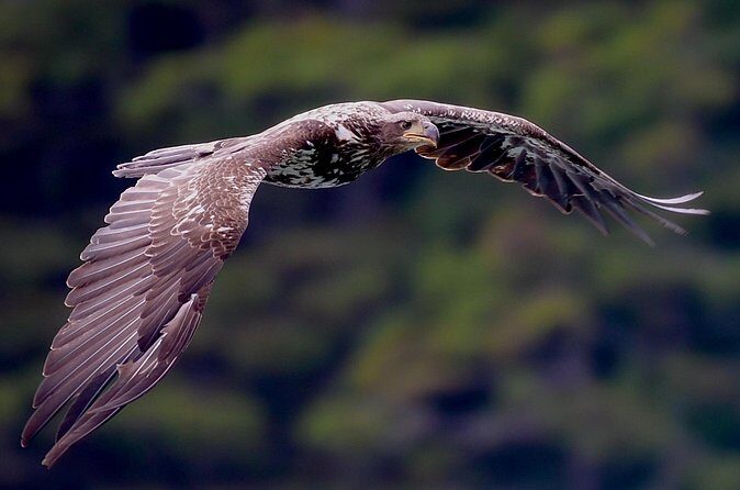 4-Hour Wildlife and Coastal Tour in Juneau, Alaska - The Sum Up: Why It’s a Great Choice