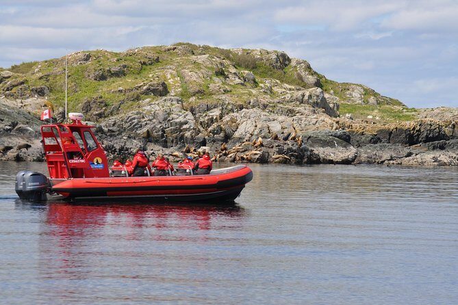 4 hour Zodiac Whale and Wildlife Tour - Exploring the 4-Hour Zodiac Whale and Wildlife Tour on Vancouver Island