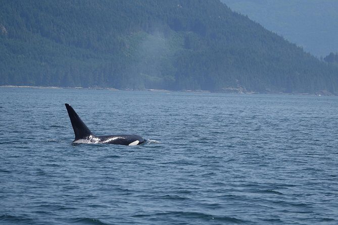 4 hour Zodiac Whale and Wildlife Tour - Who Should Consider This Tour?