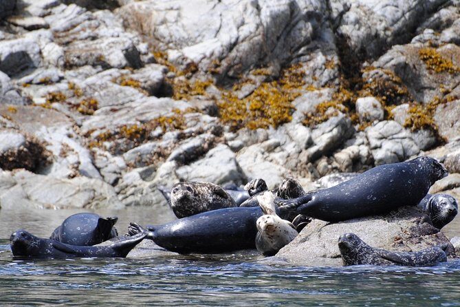 4 hour Zodiac Whale and Wildlife Tour - The Sum Up
