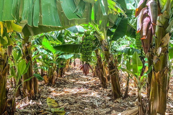 4 Hours Eco Safari Tour with Electric Car in Tenerife - The Banana Plantation