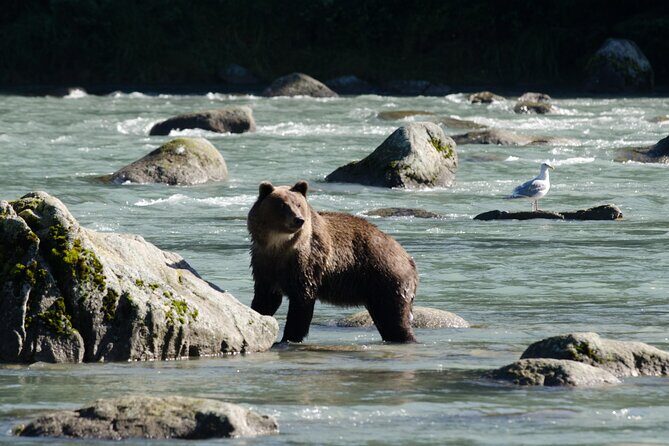 4 hours Haines Chilkoot Wilderness and Wildlife Tour - What’s Included and What You Should Know