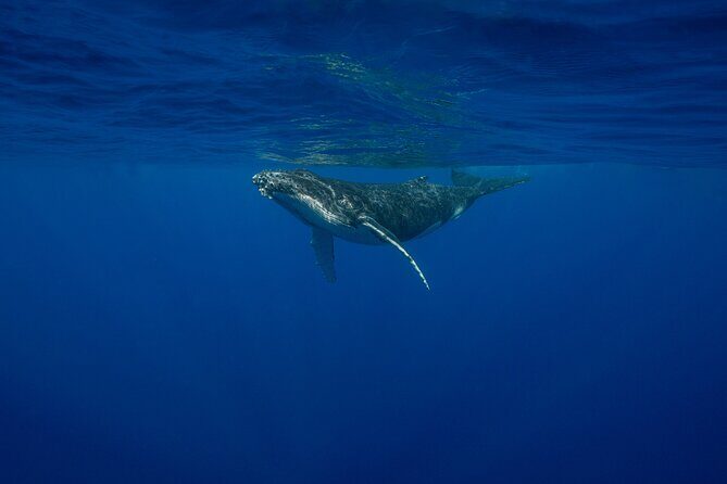 4 Hours of Humpback Whale Watching in Tahiti - What to Expect from the Whale Watching Tour