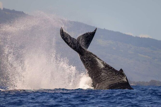 4 Hours of Humpback Whale Watching in Tahiti - Who Will Love This Tour?