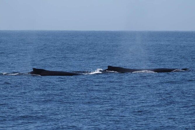 4 Hours of Humpback Whale Watching in Tahiti - The Sum Up