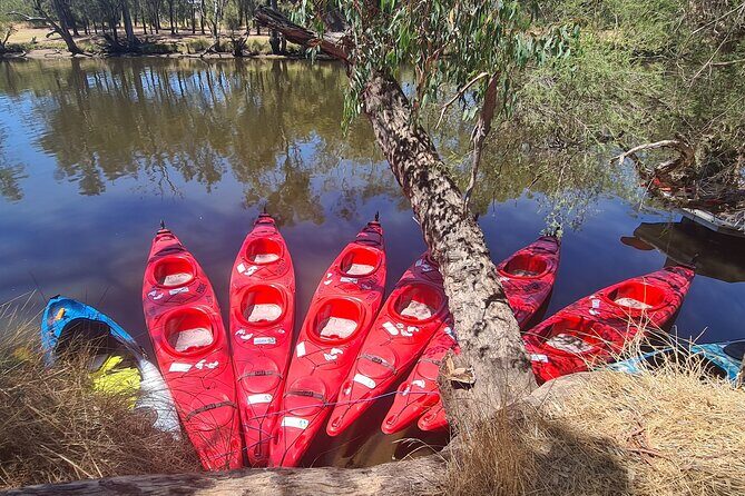4 Hours Swan Valley Kayak, Wine & Dine Experience - Experience Overview: A Well-Rounded Taste of Swan Valley